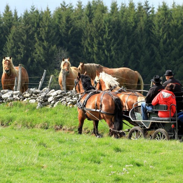 Partez à la rencontre du cheval comtois